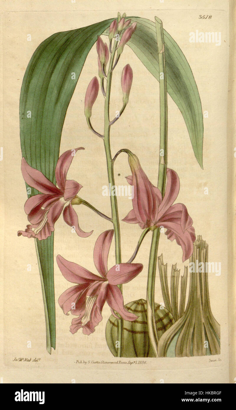 *Bletia patula* is an orchid species native to Central America ...