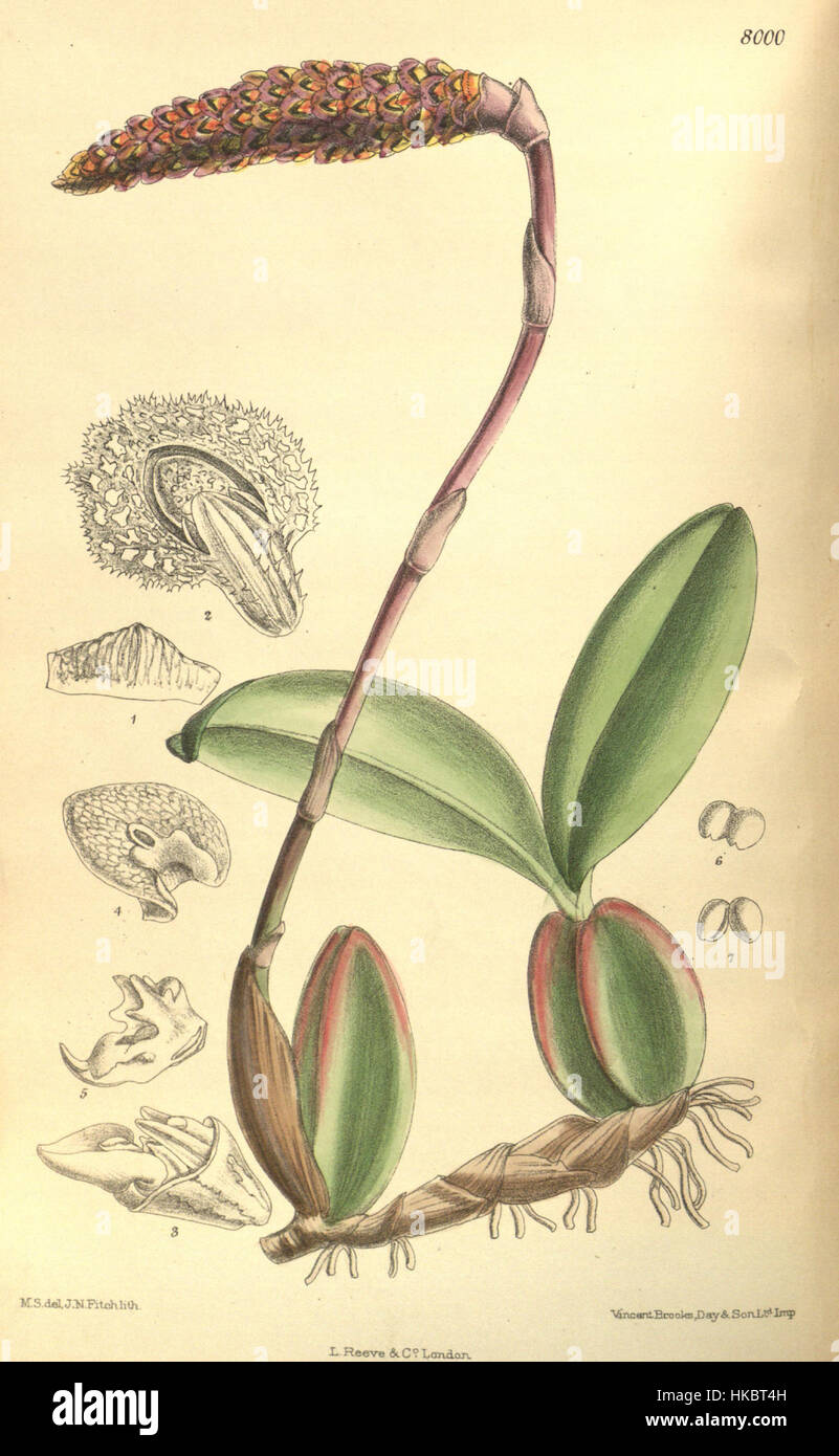 This botanical illustration from Curtis' Botanical Magazine depicts the ...