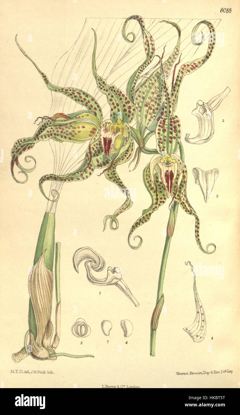 A botanical illustration of Bulbophyllum binnendijkii, previously known ...