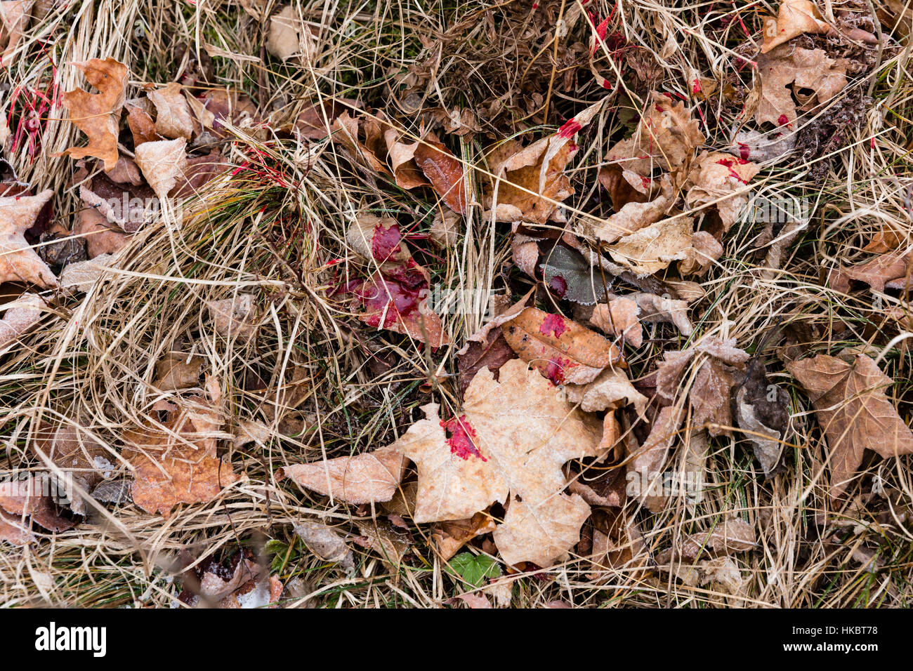 White-tailed deer blood trail Stock Photo - Alamy
