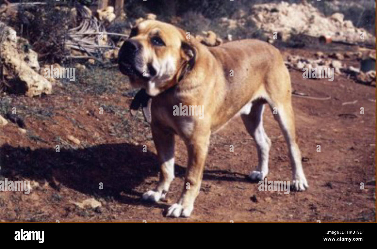 Ca de bou samiec Stock Photo - Alamy