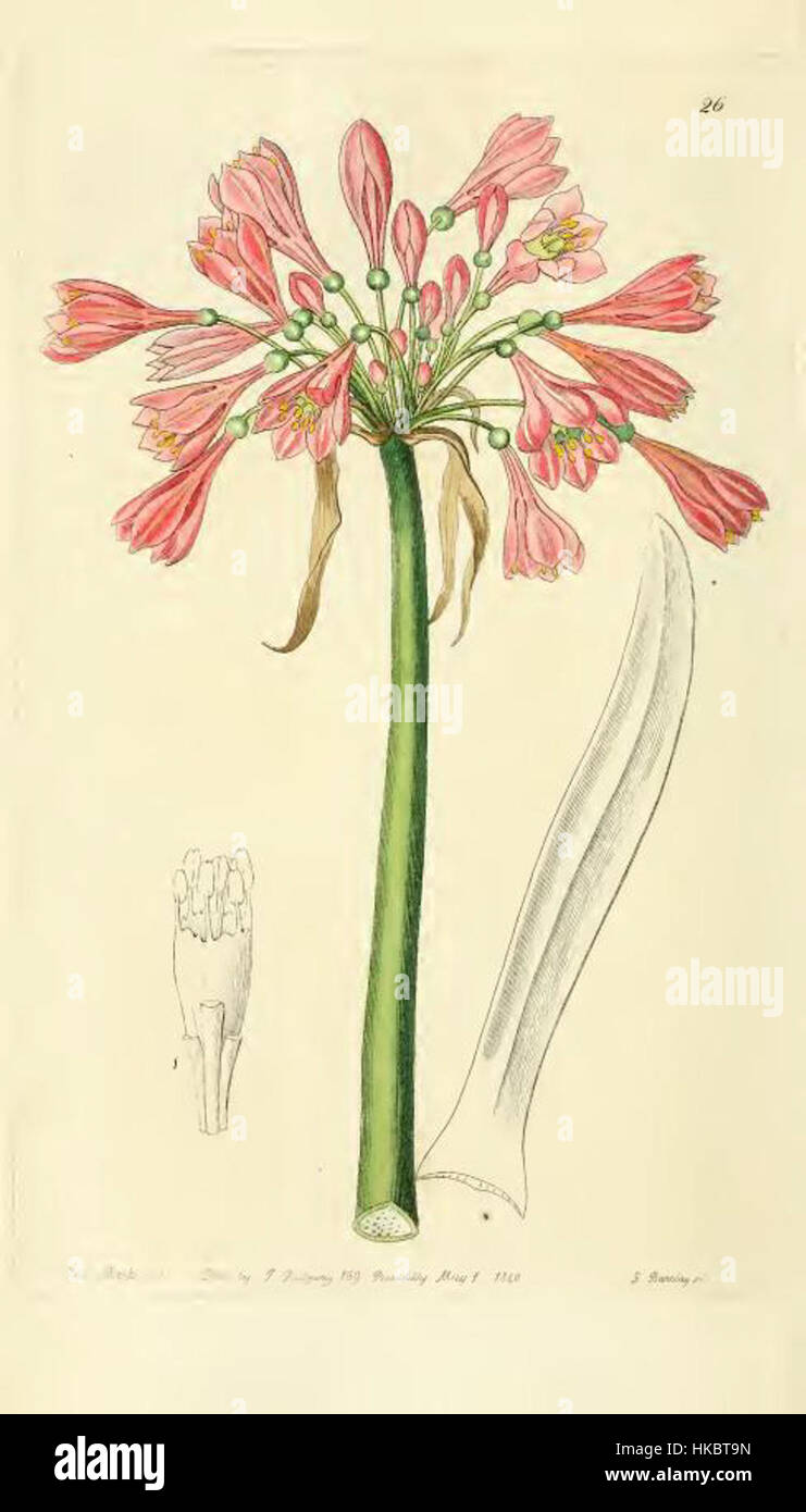 This botanical illustration features Calostemma purpureum, a species of ...