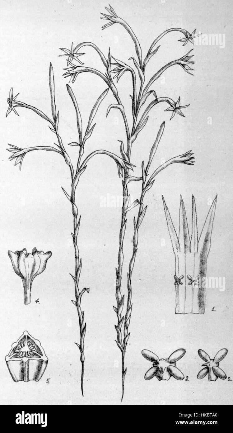*Campylosiphon purpurascens* is a species of flowering plant from the ...