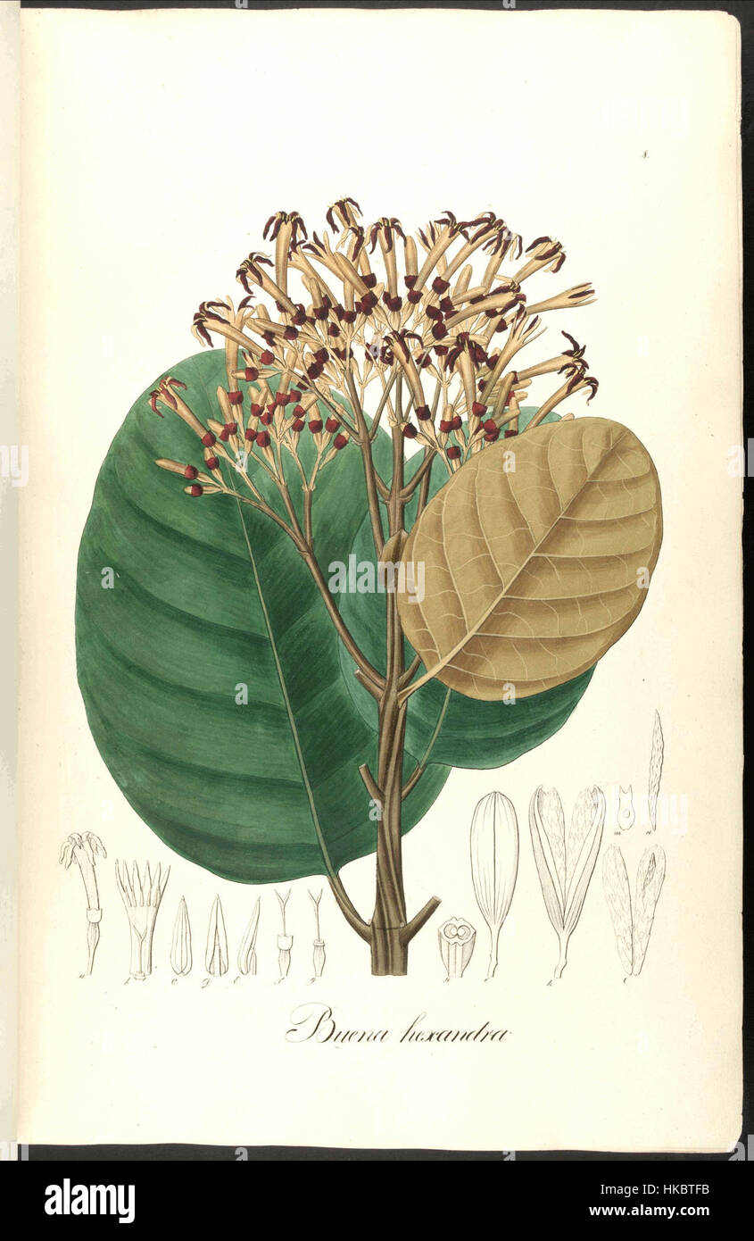 Cascarilla hi-res stock photography and images - Alamy