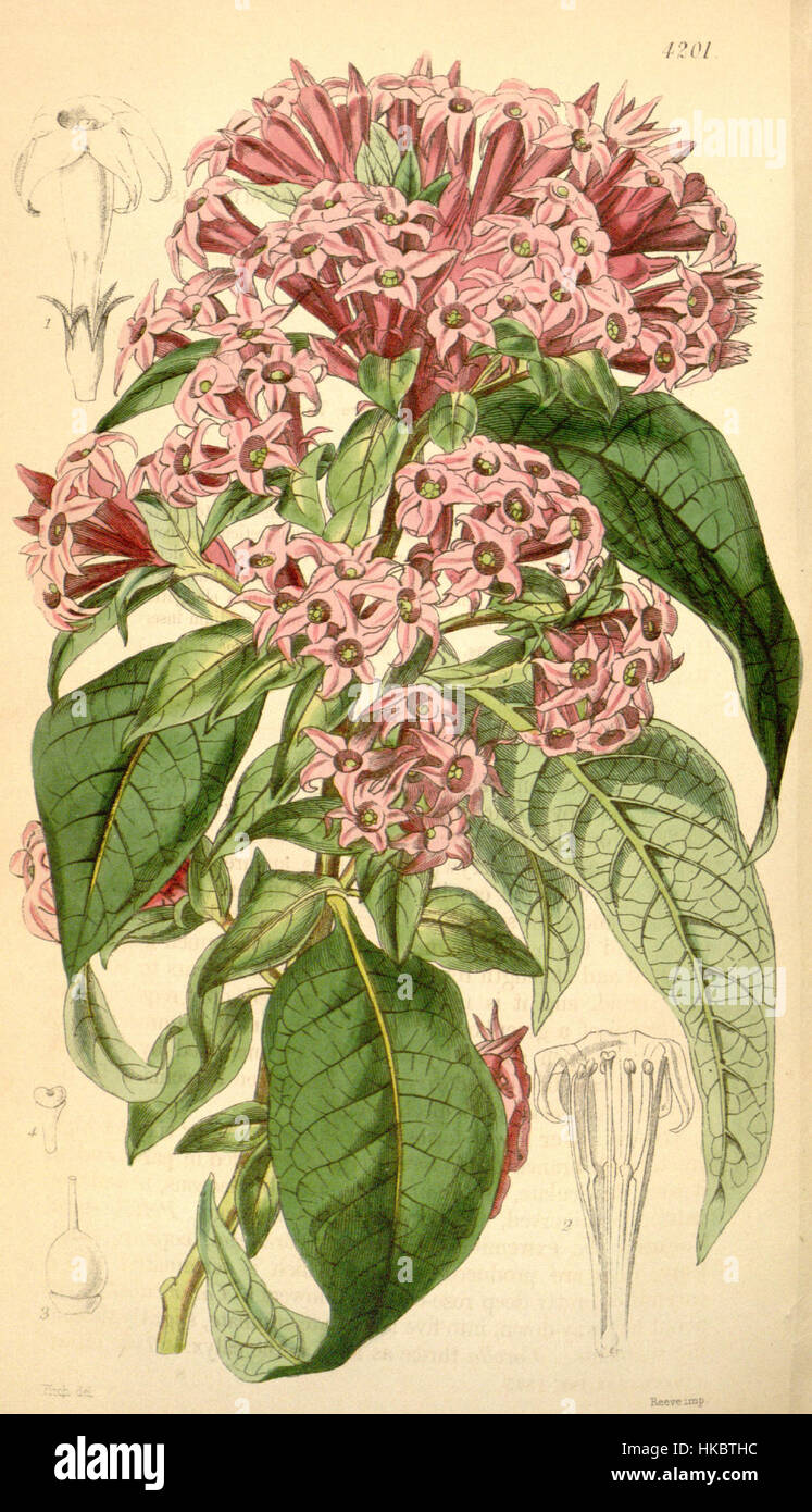 Cestrum endlicheri is a flowering plant native to parts of Central and ...
