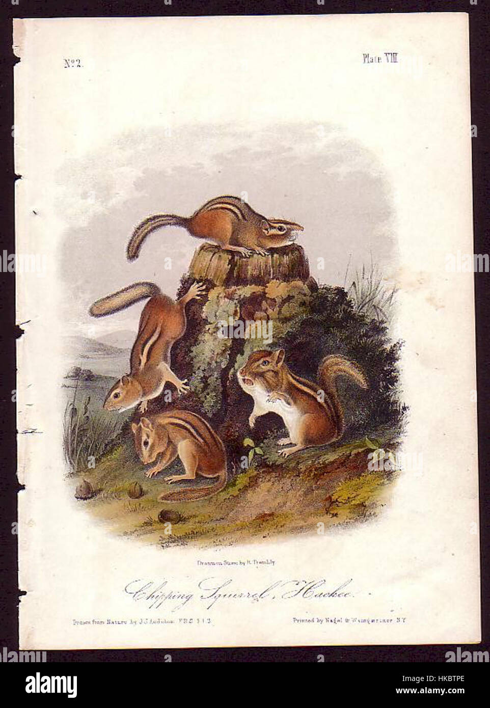 Squirrel capture hi-res stock photography and images - Alamy