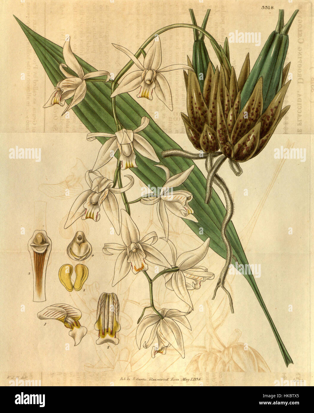 This botanical illustration from *Curtis' Botanical Magazine* depicts ...