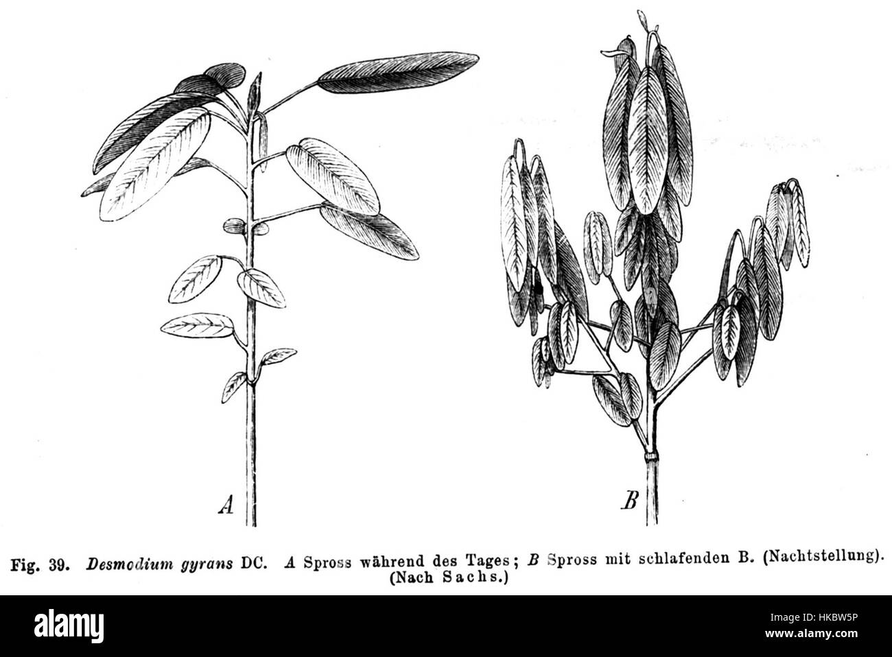 Codariocalyx motorius, commonly known as the 'dancing plant,' is shown ...