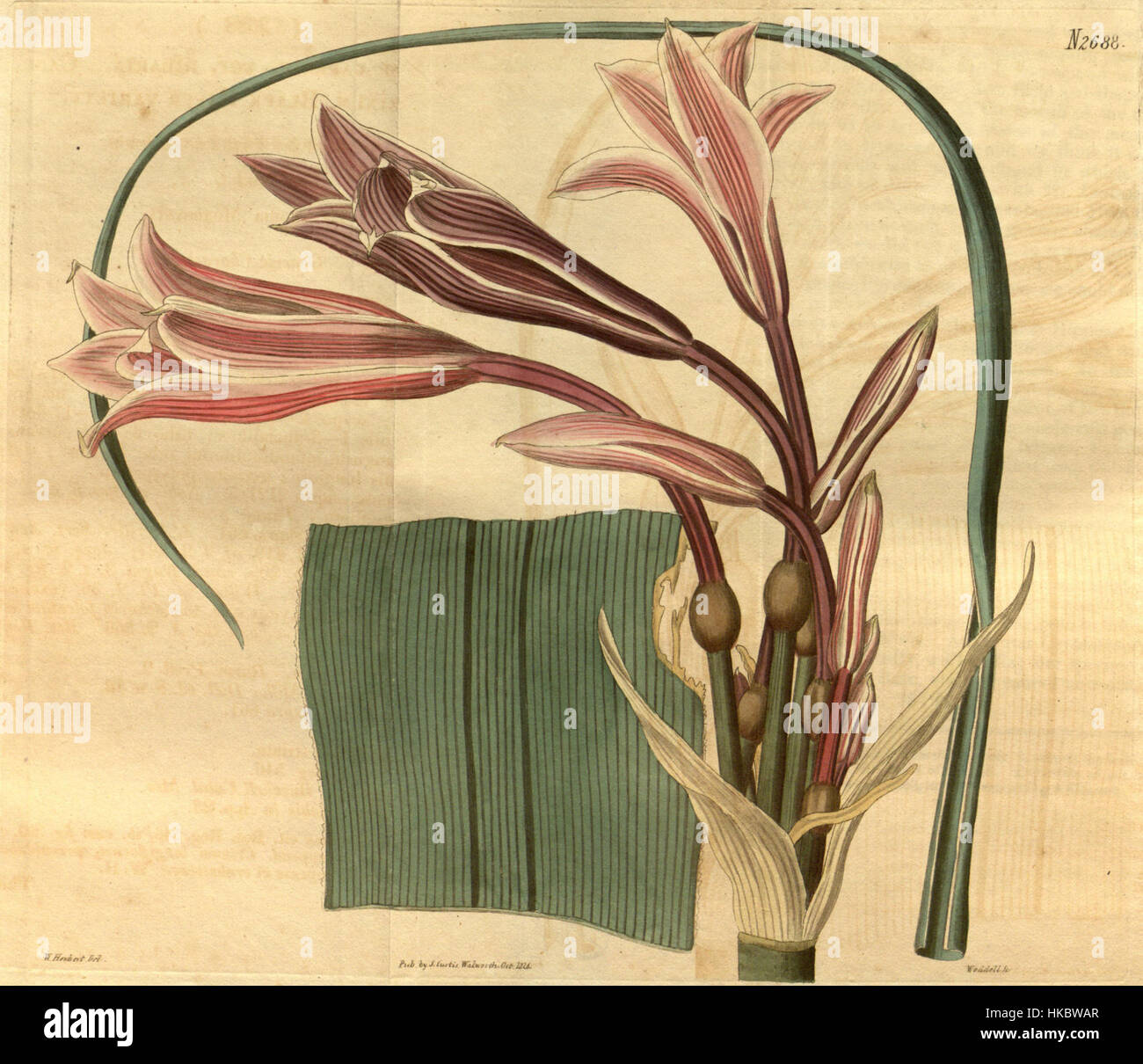 Crinum bulbispermum, known as the giant swamp lily, is captured in this ...