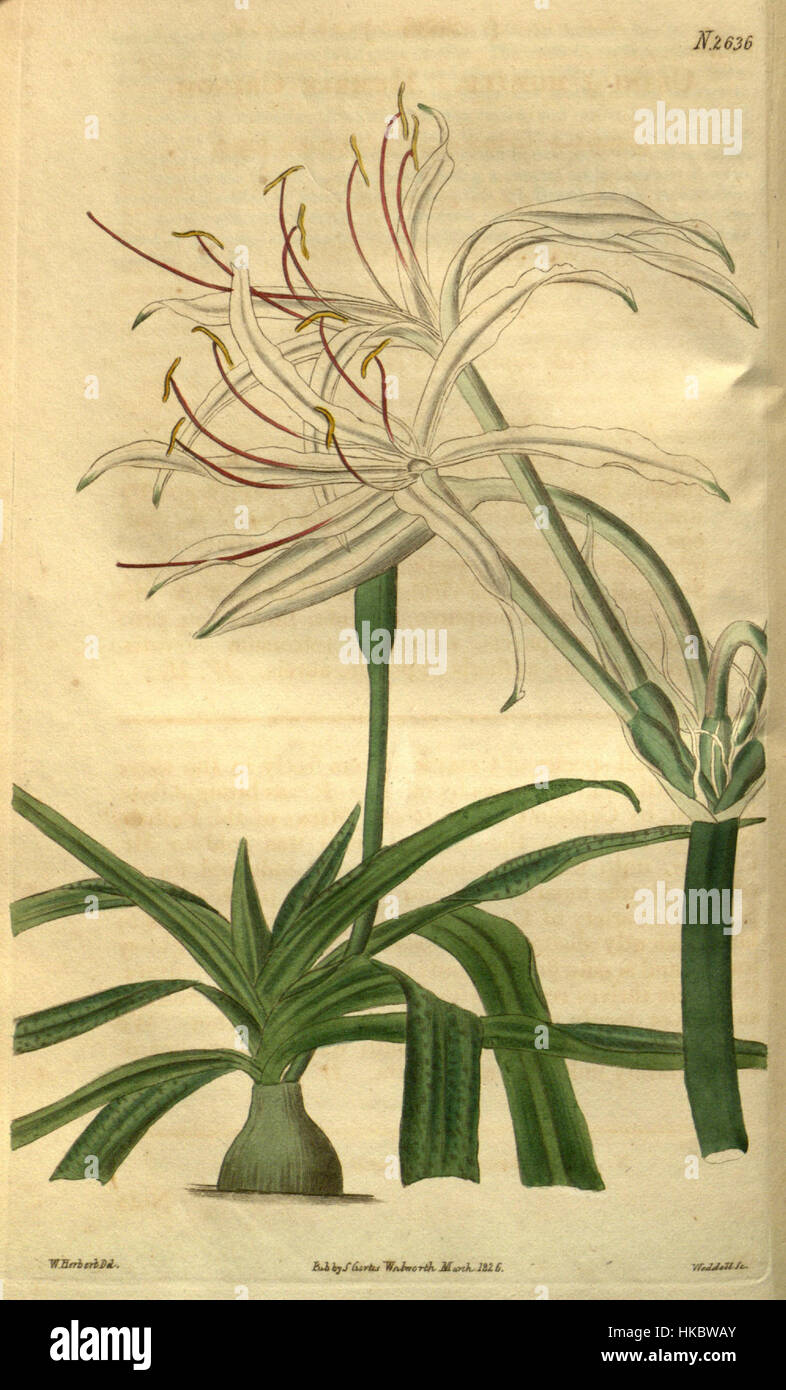 'Crinum Humile' showcases the delicate beauty of the crinum flower ...