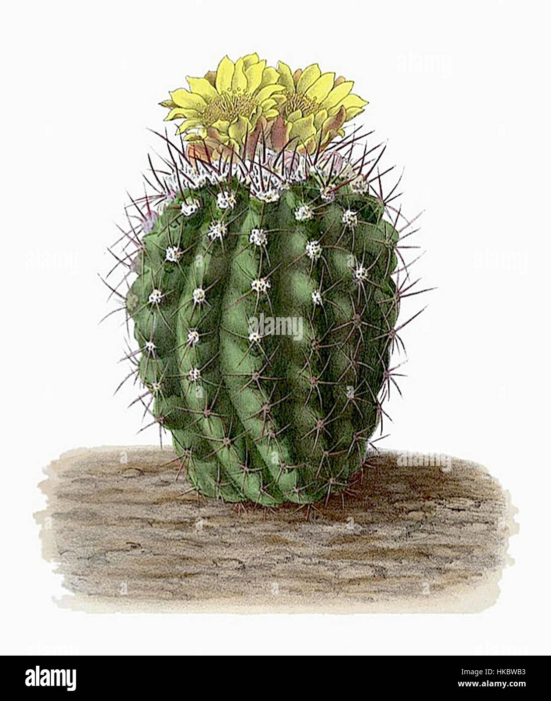 Native desert cactus in Cut Out Stock Images & Pictures - Alamy