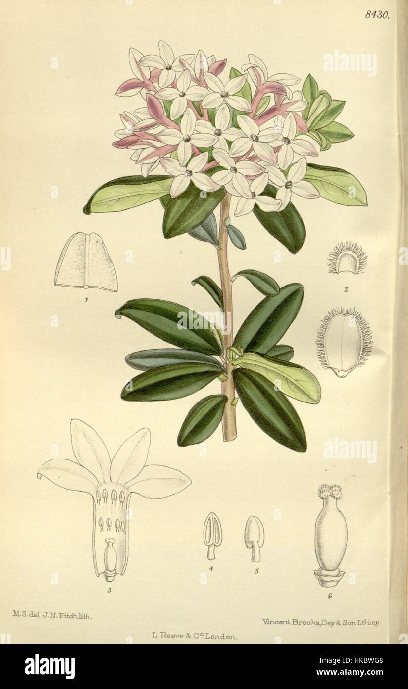 The artwork titled 'Daphne retusa 138 8430' is a botanical illustration ...