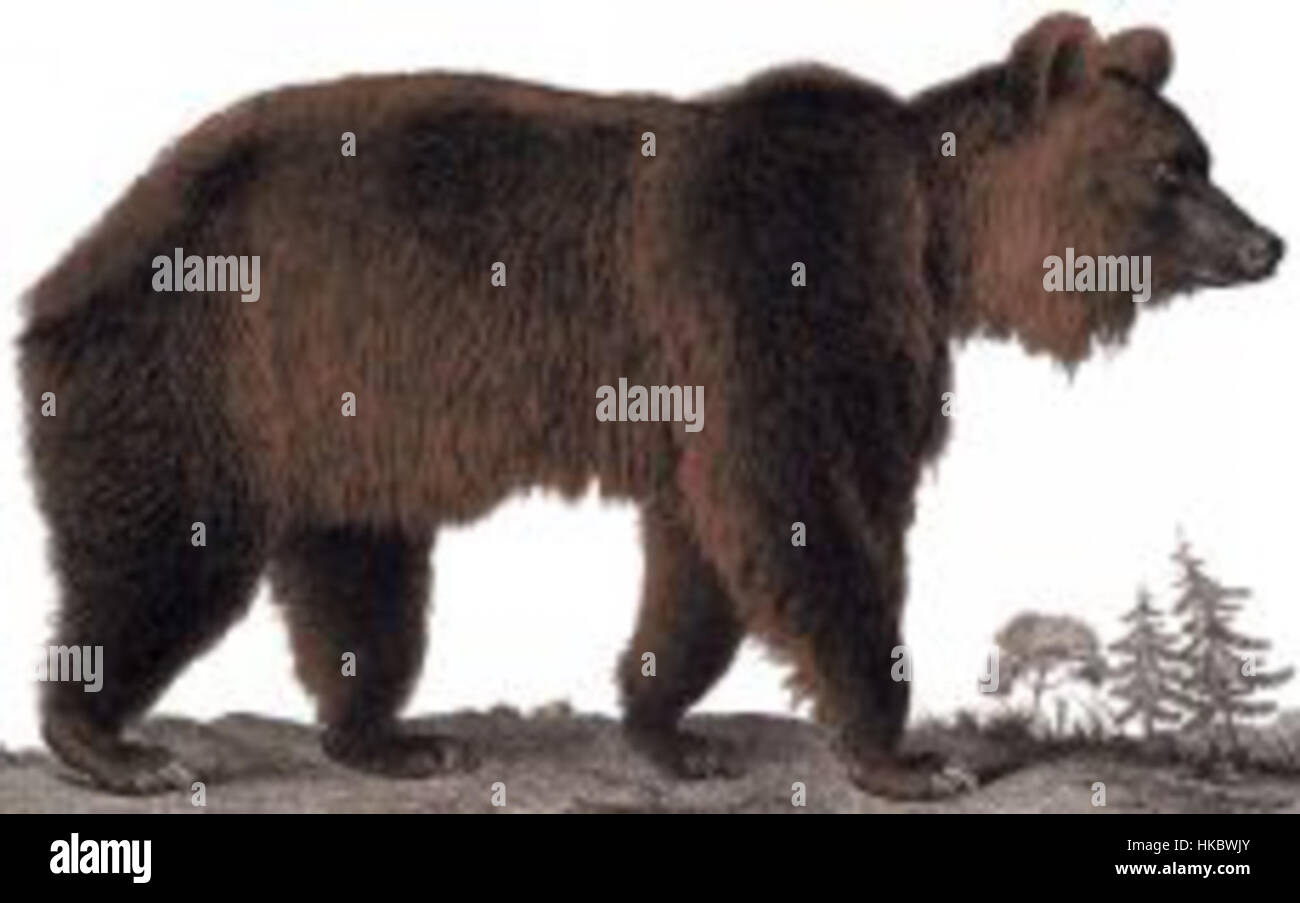 This sketch of a small brown bear (ours brun petit) captures the animal ...
