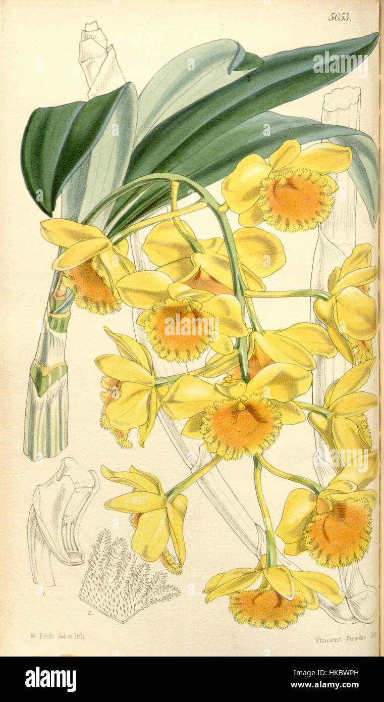 A botanical painting of Dendrobium chrysotoxum, an orchid species ...