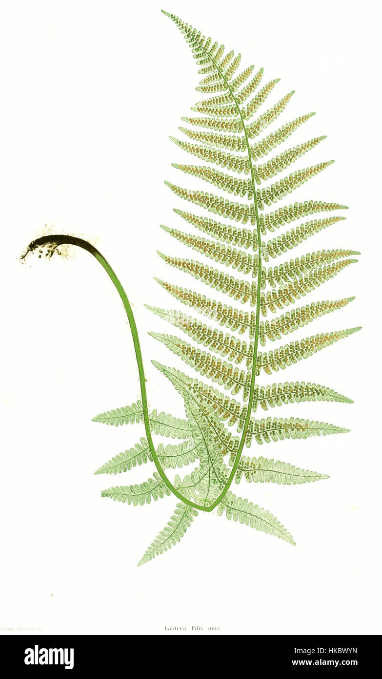 This botanical illustration of Dryopteris filix-mas, commonly known as ...