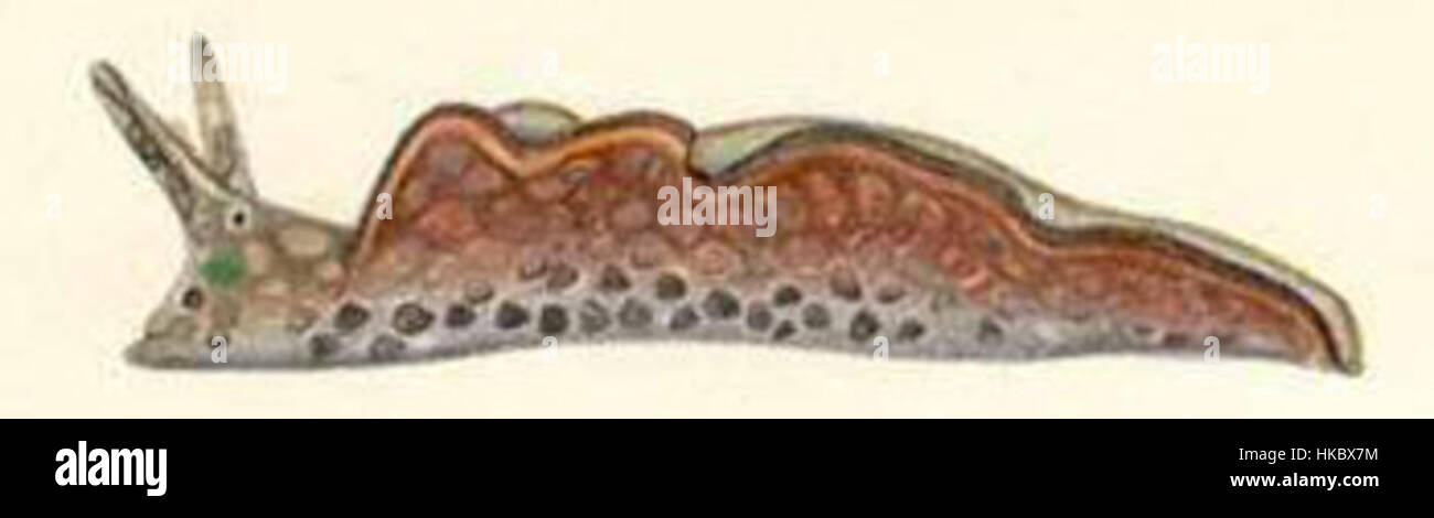 Slug species hi-res stock photography and images - Alamy