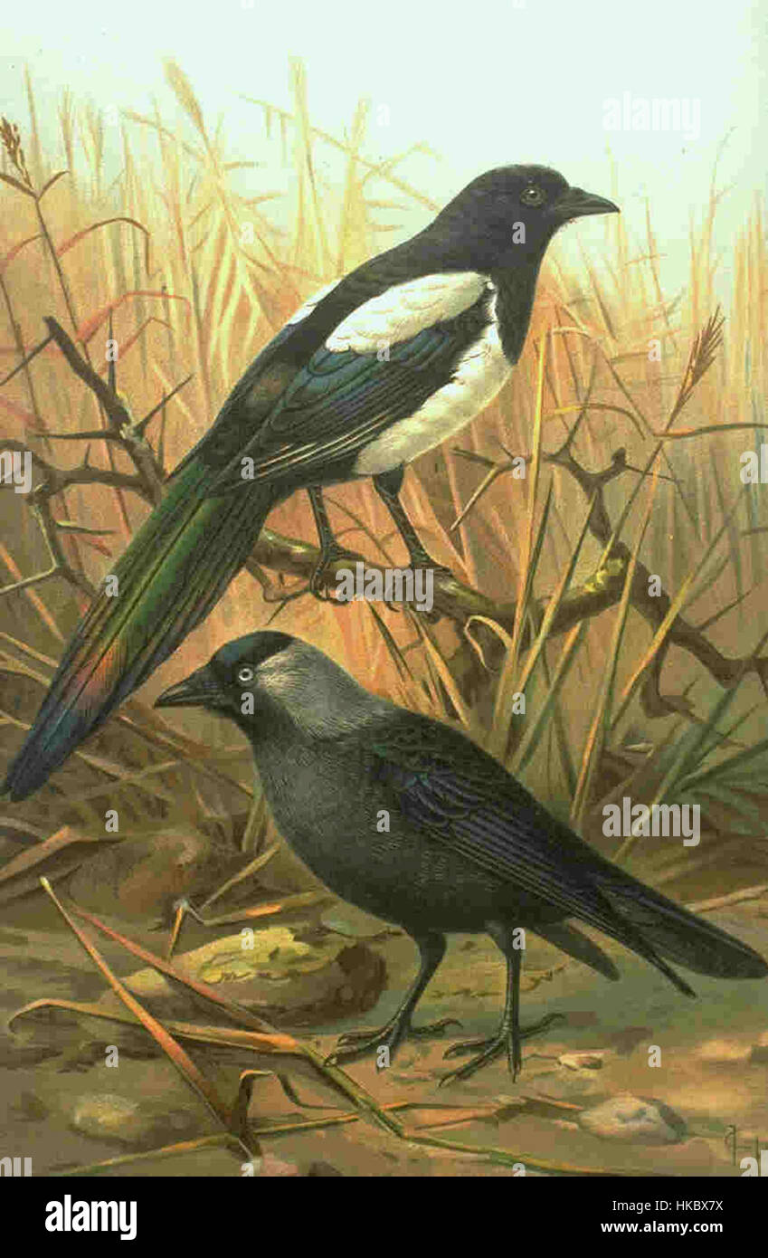 This artwork titled 'Elster und Dohle' features a depiction of two ...
