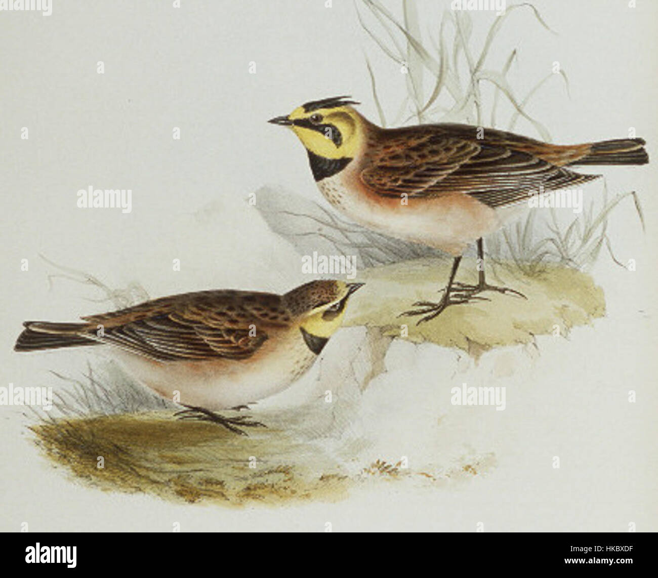 Eremophila alpestris, commonly known as the Horned Lark, is a small ...