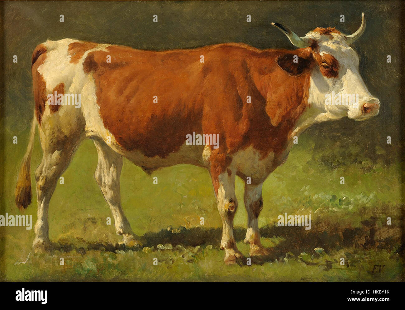 Ochse hi-res stock photography and images - Alamy