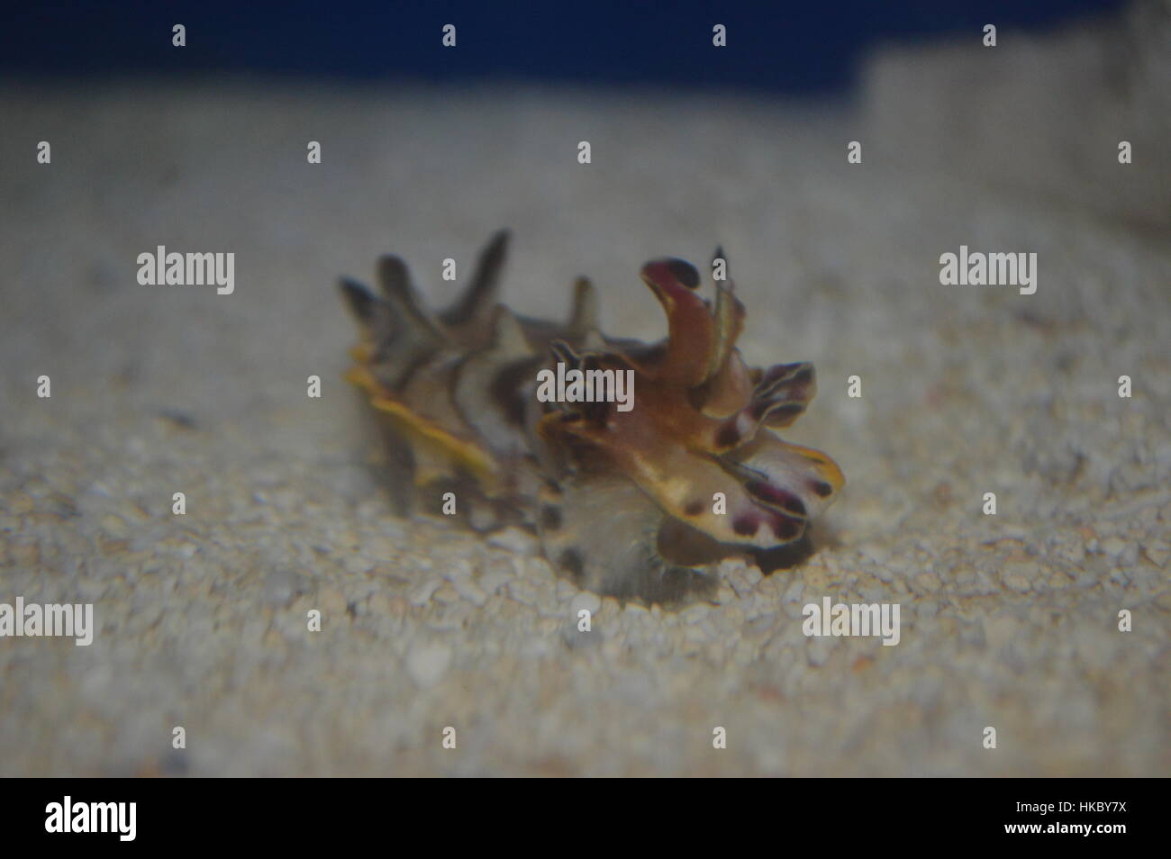 Aquarium cuttlefish hi-res stock photography and images - Alamy