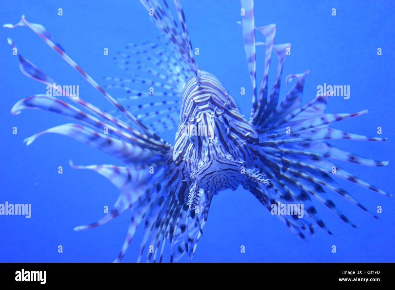 Lions fish hi-res stock photography and images - Alamy