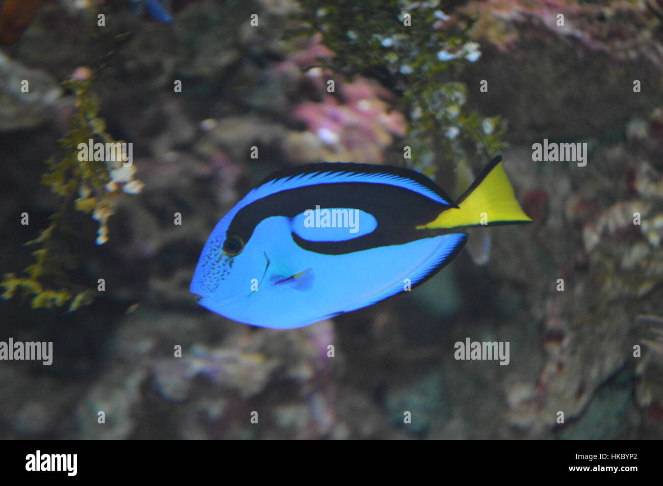 Finding nemo dory hi-res stock photography and images - Alamy