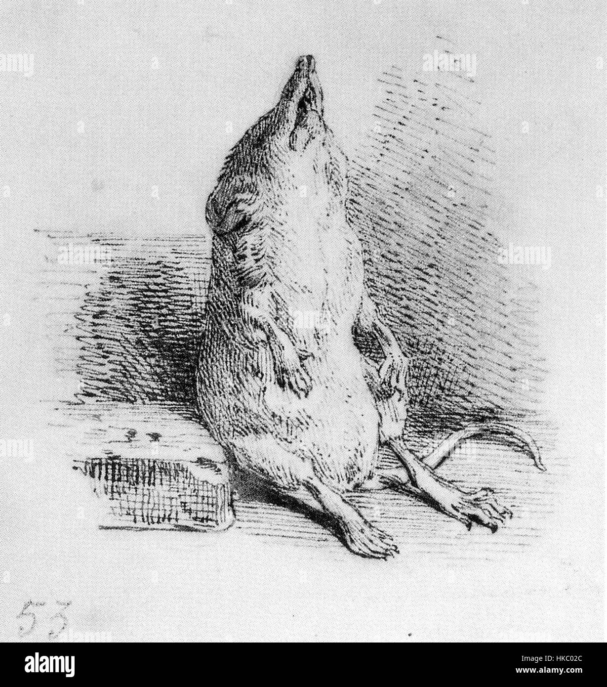 Grandville's 1837 illustration 'Spitzmaus' (German for 'shrew ...