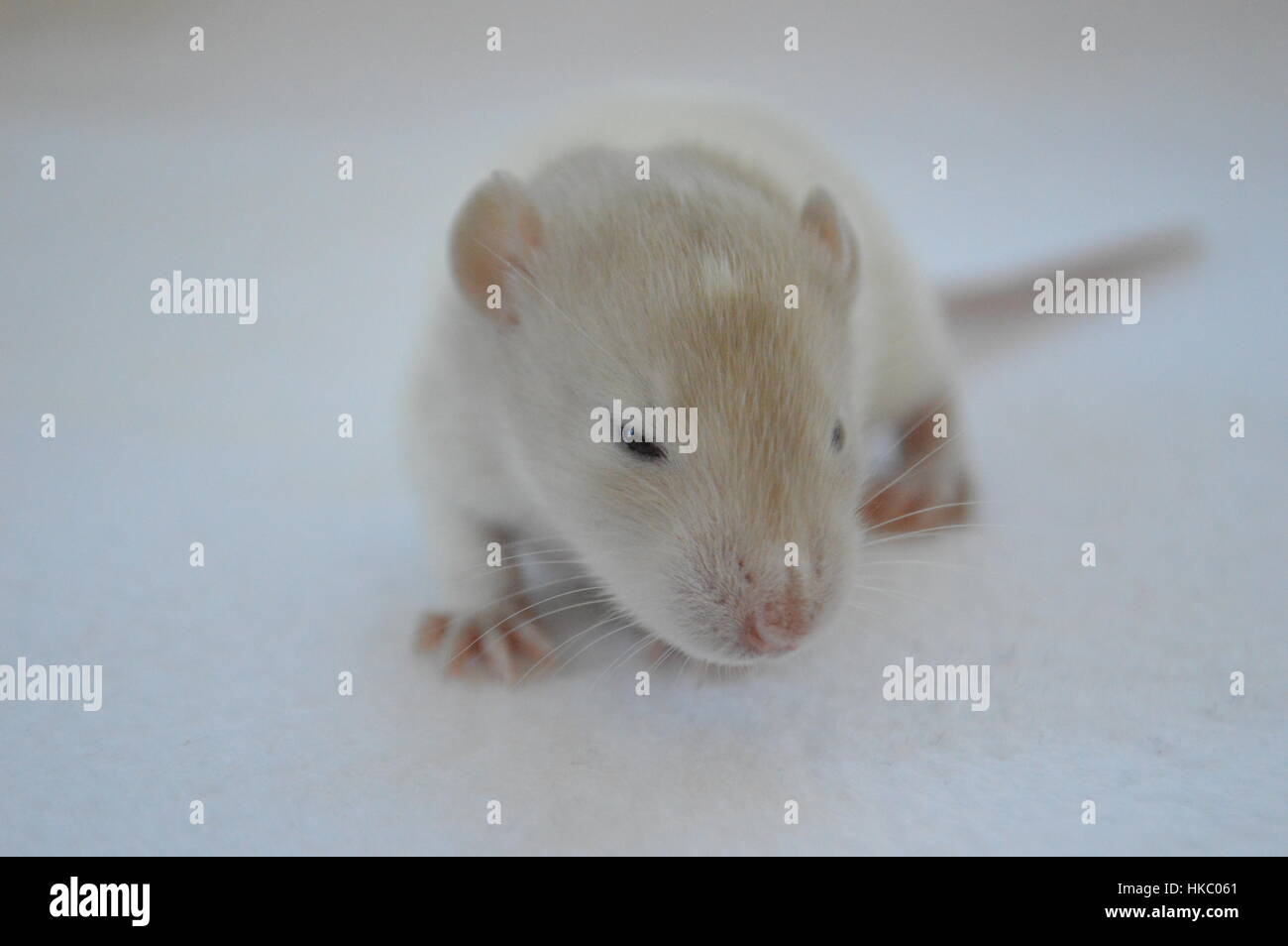 Baby pet rat hi res stock photography and images Alamy