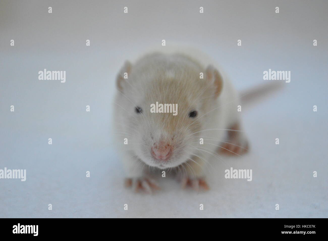 Baby rat hi-res stock photography and images - Alamy