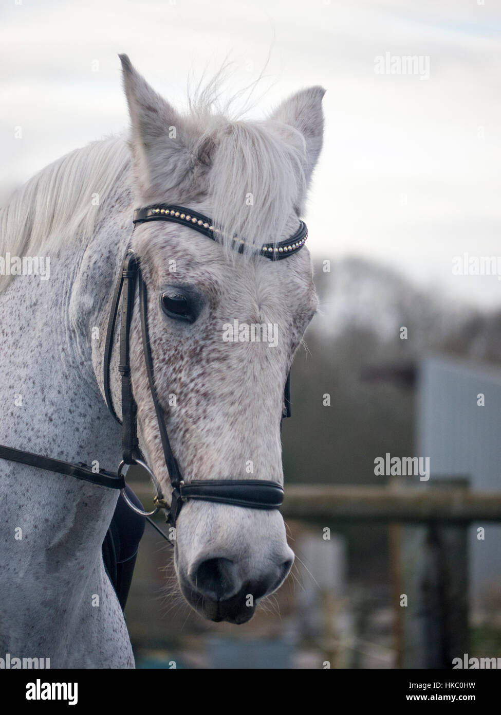 Fleabitten grey dressage horse being ridden in a snaffle bridle and ...