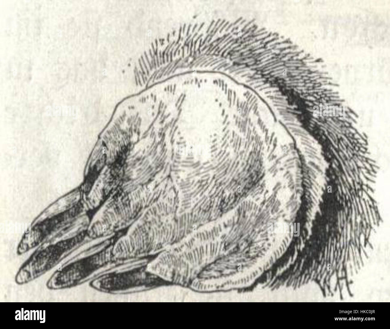 A detailed study of the Heubach mole sculpture, depicting a mole in a ...
