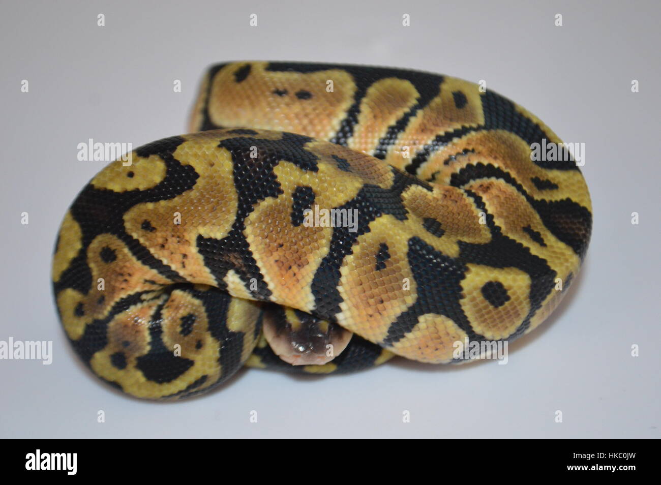 Ball Python Stock Photo - Alamy