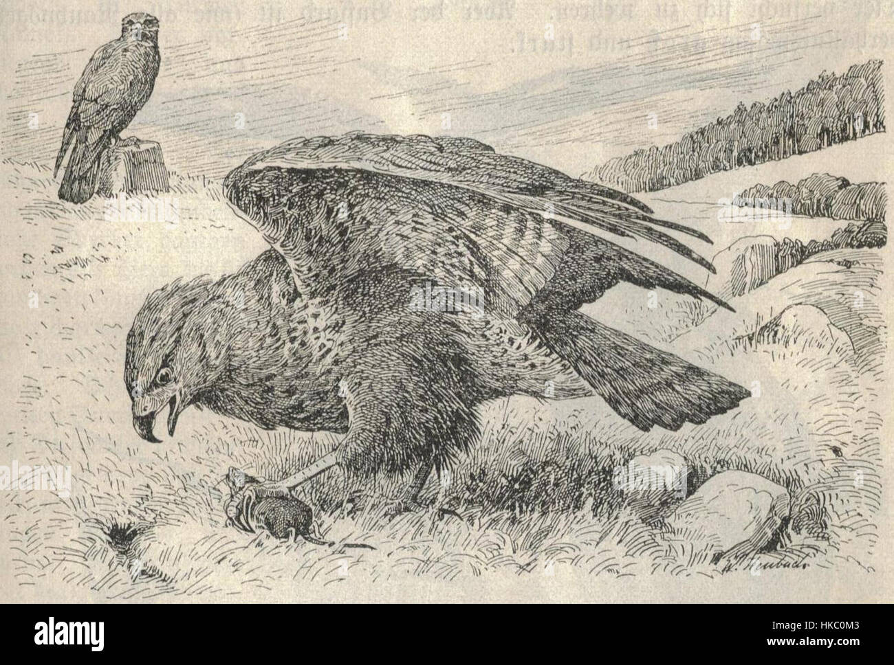 'Heubach Common Buzzard', an artwork encompassing painting, sketch ...