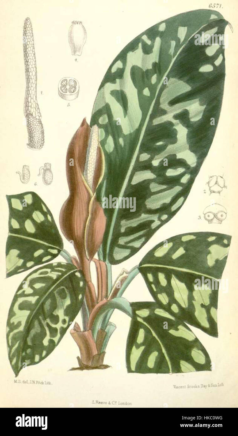 Species of flowering plant in the family araceae hi-res stock ...