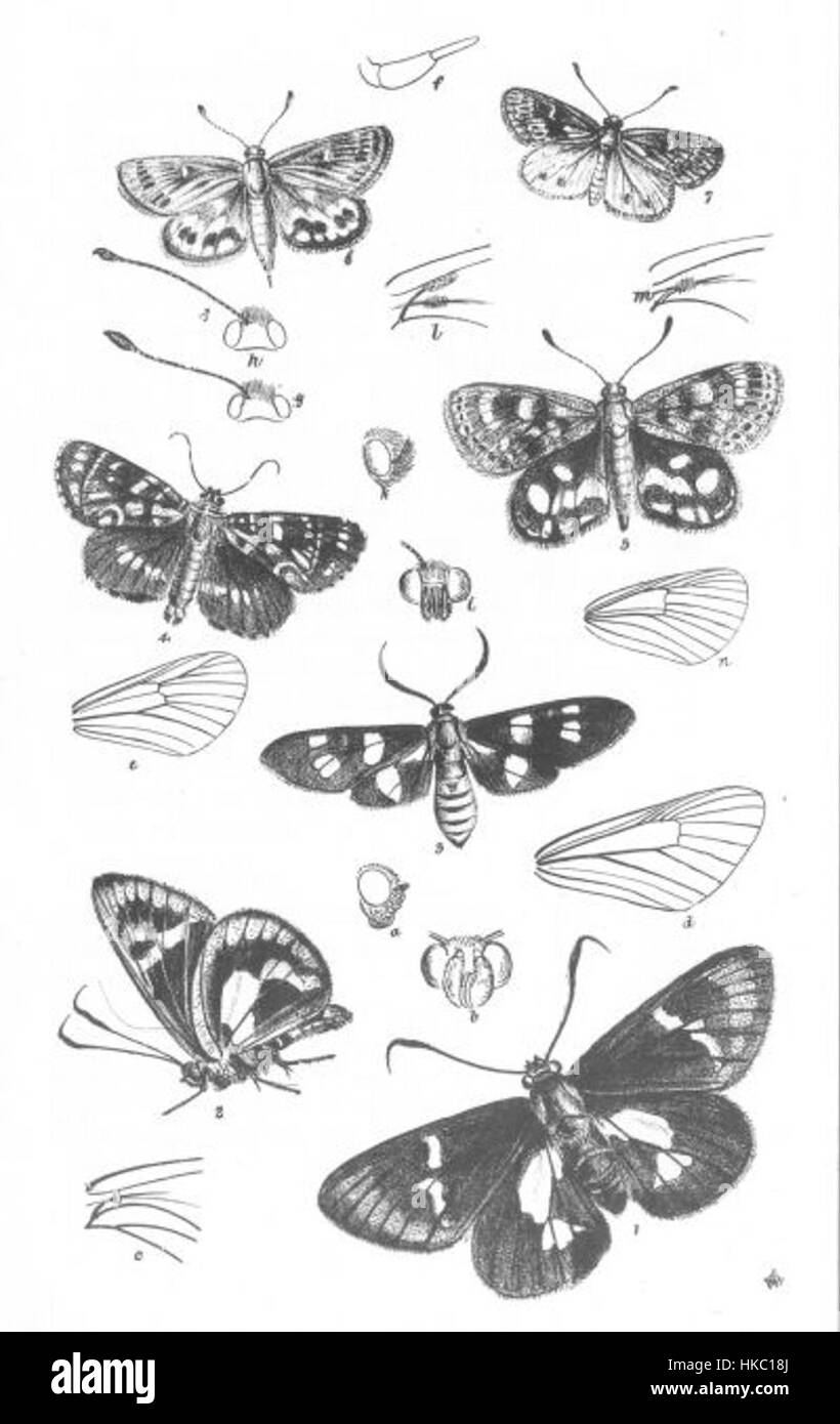 Insects highlights Black and White Stock Photos & Images - Alamy