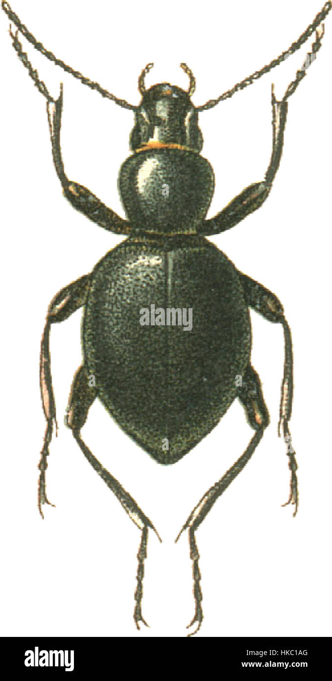 This artwork by Jacobs74 captures the beauty of *Alcinoe spectabilis ...