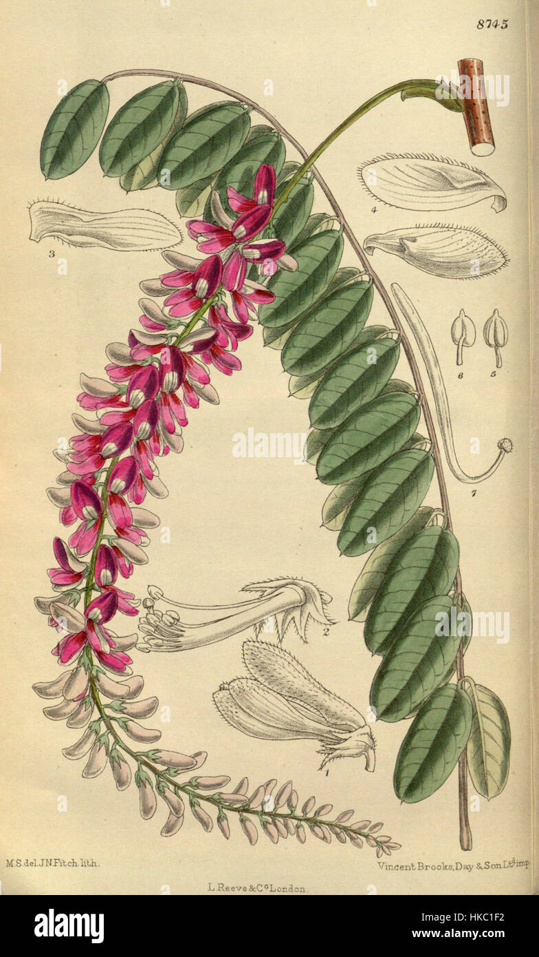 'Indigofera pendula 144 8745' refers to a botanical specimen within the ...
