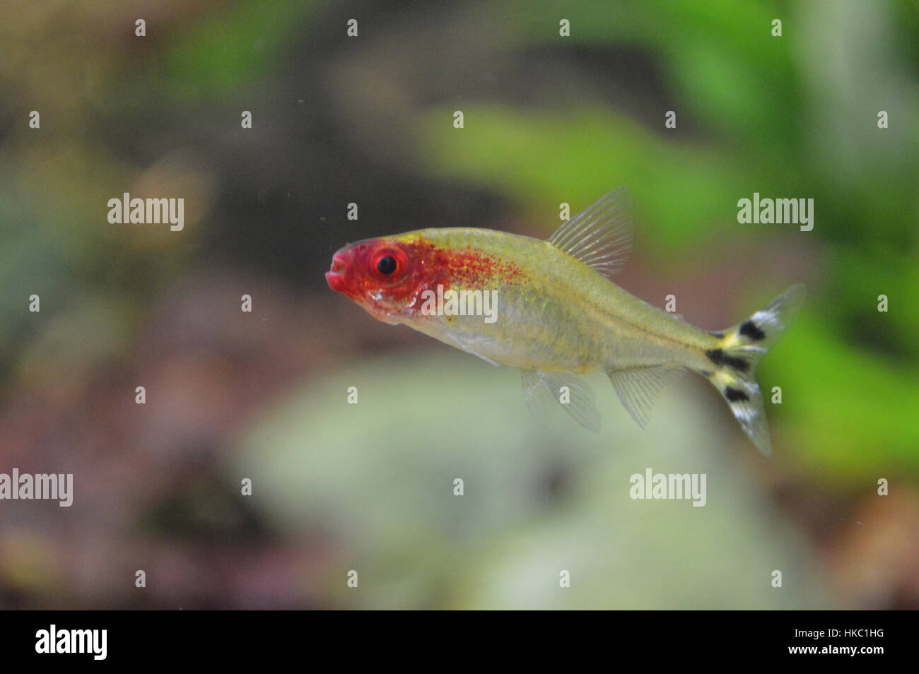 Tetra fish hi-res stock photography and images - Alamy