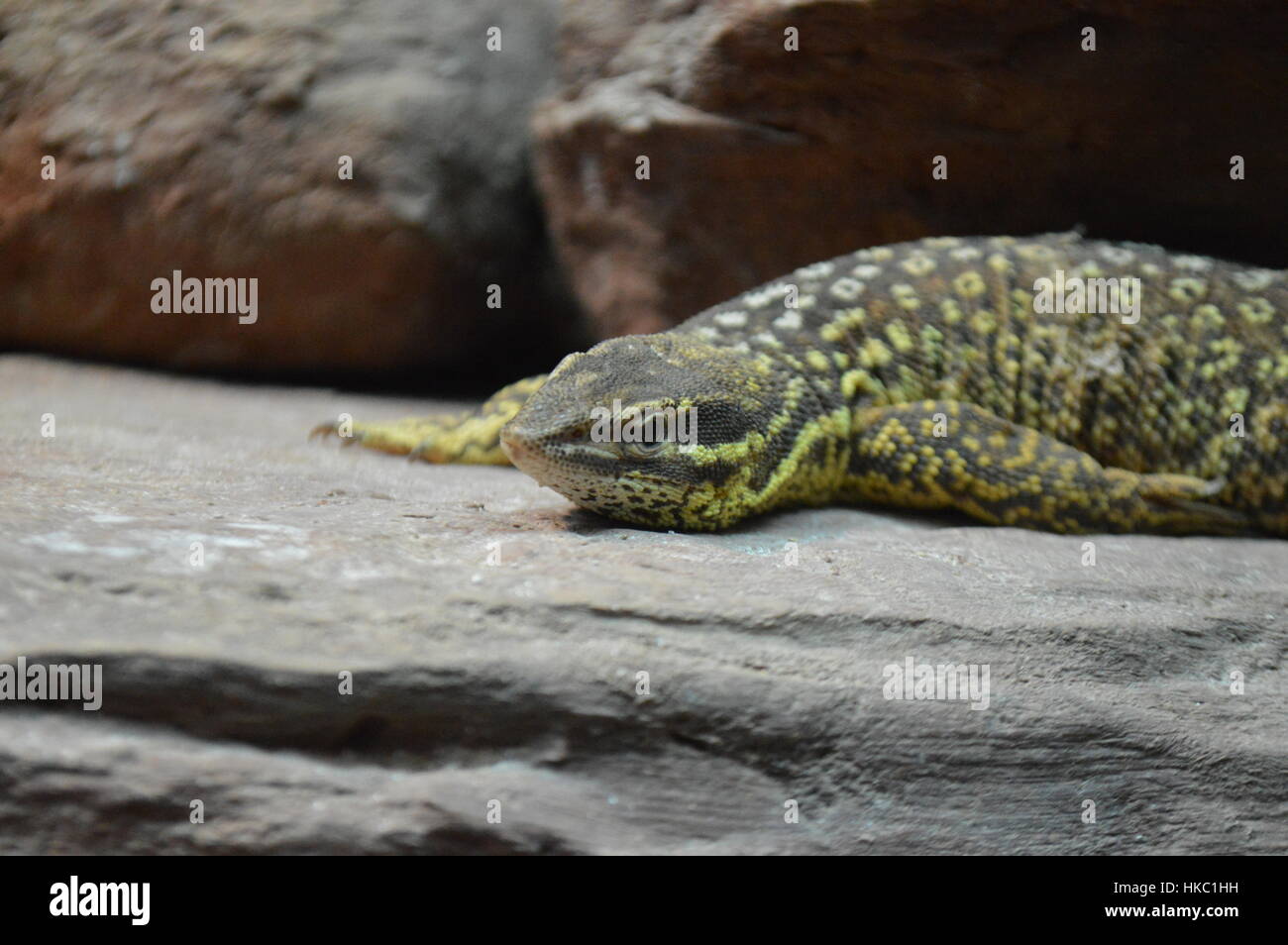 Ackie monitor hi-res stock photography and images - Alamy