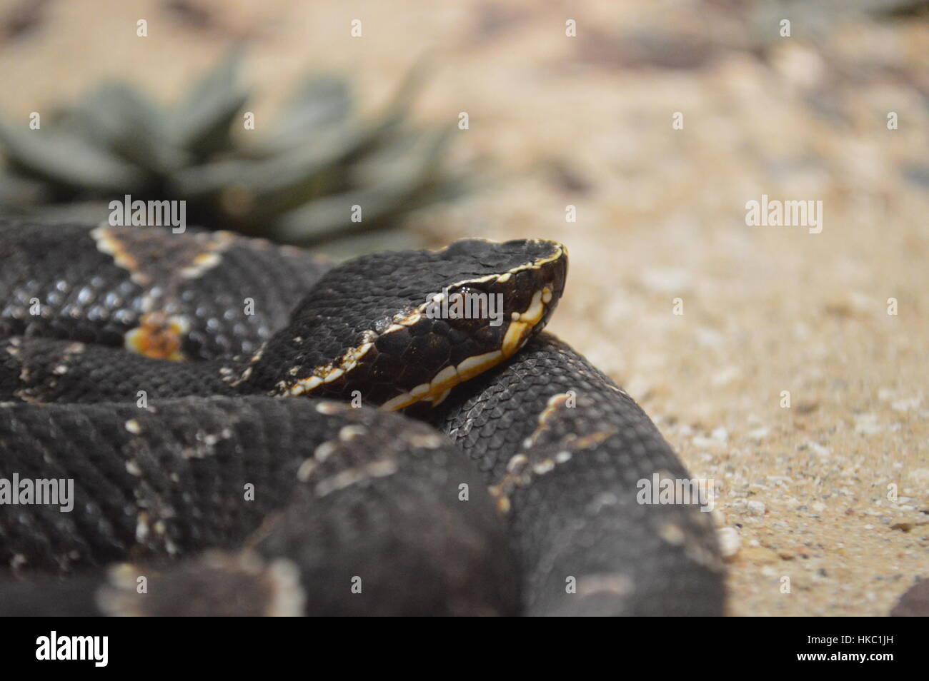 Taylors viper hi-res stock photography and images - Alamy