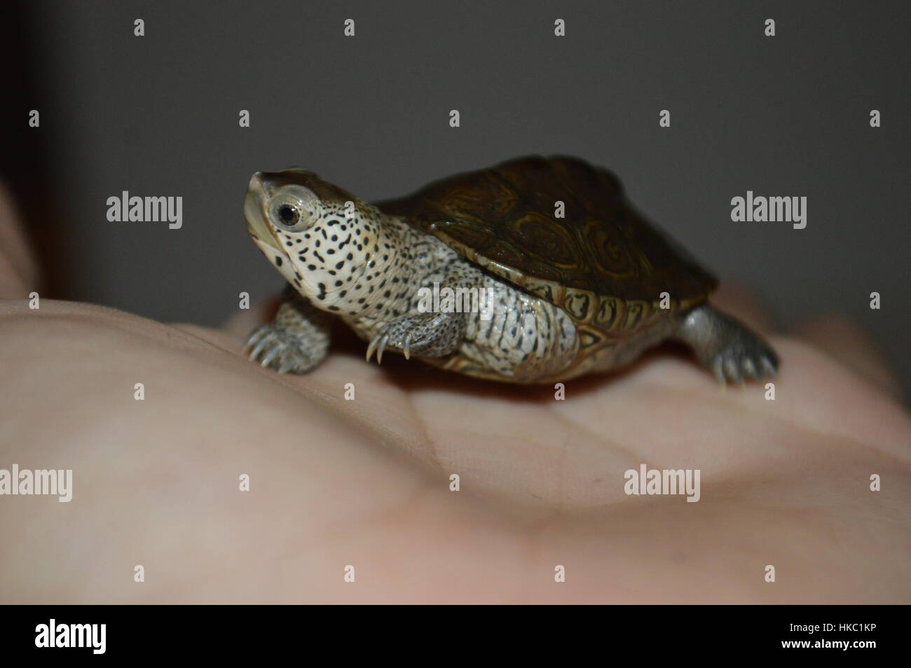 Diamondback Turtle High Resolution Stock Photography and Images - Alamy