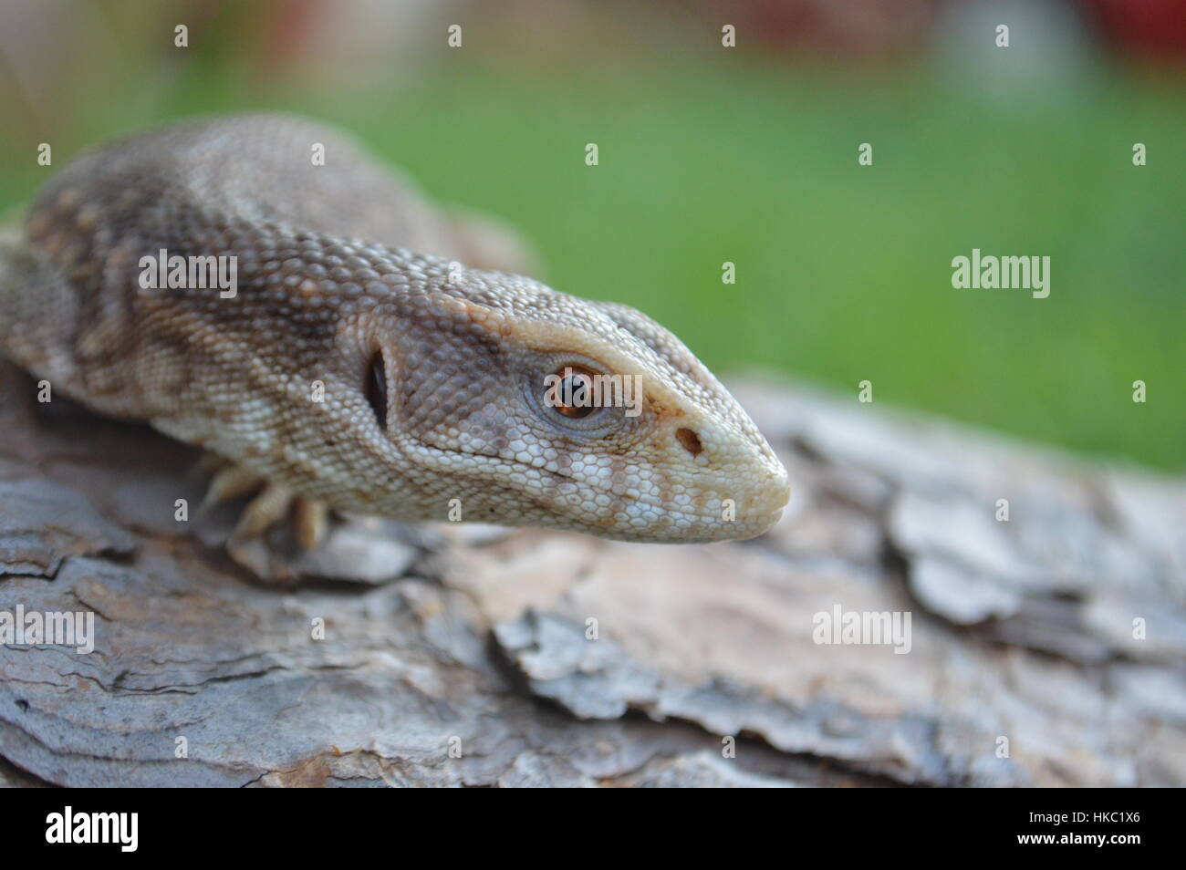 Savannah monitor lizard hi-res stock photography and images - Alamy
