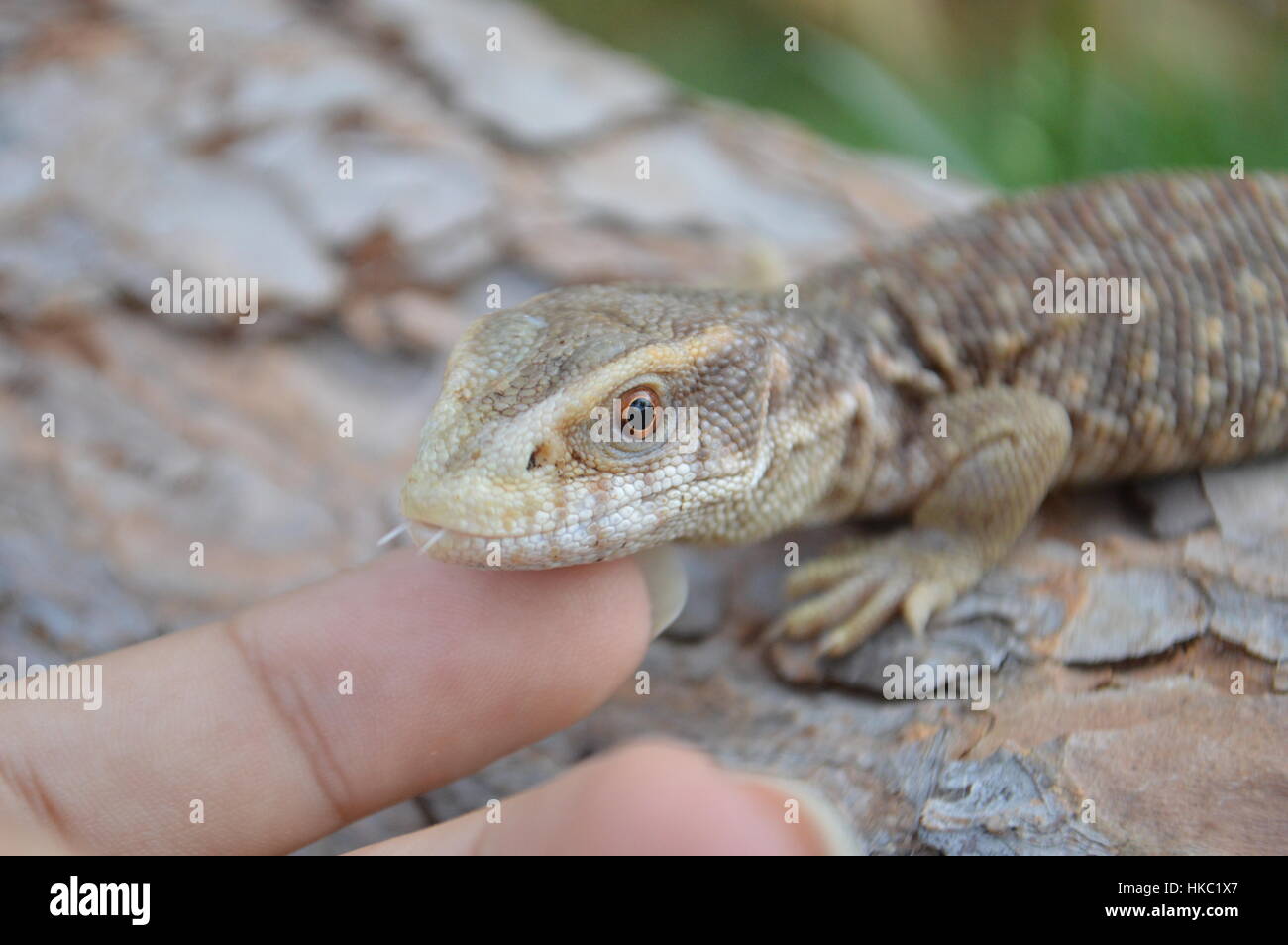 Savannah Monitor Lizard Stock Photo - Alamy