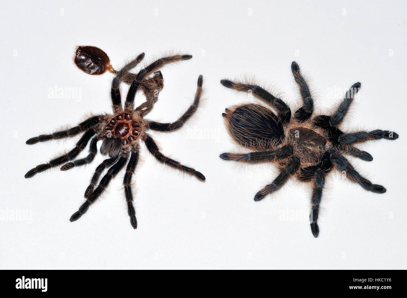 Honduran Curly Hair Tarantula (Brachypelma Albopilosum) drying and ...