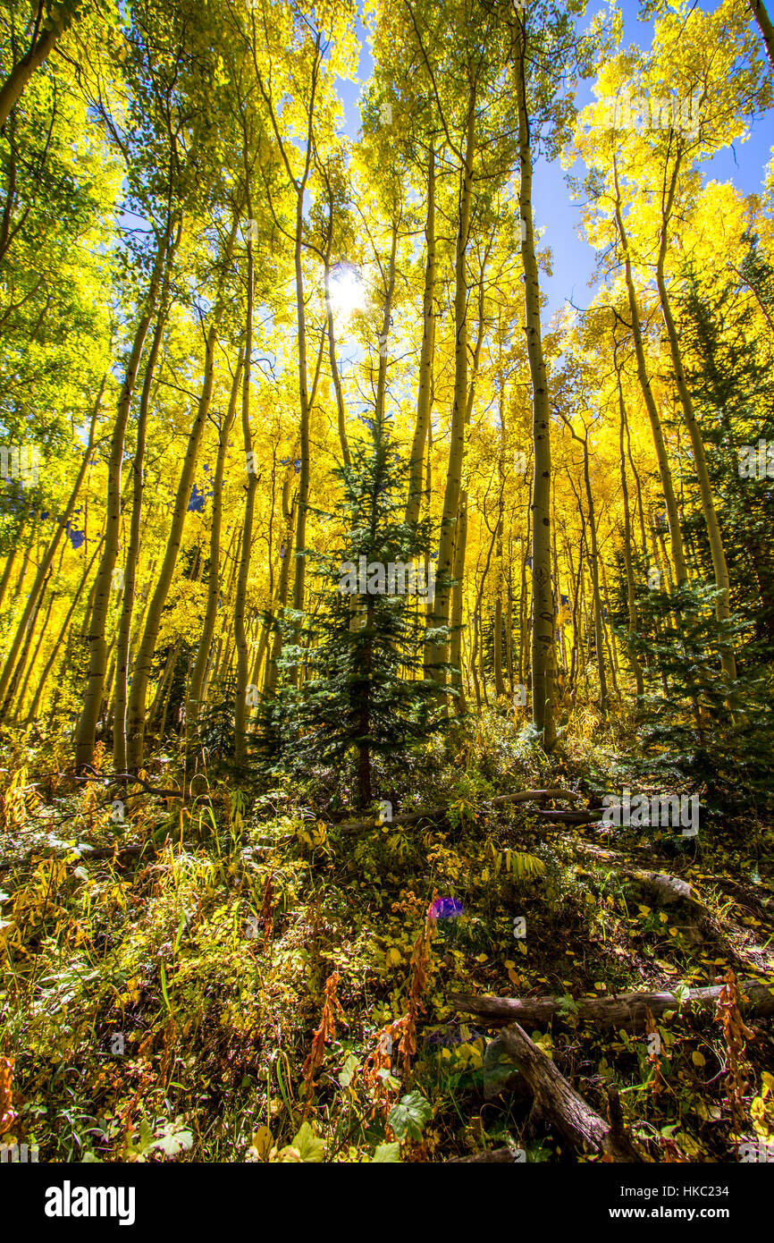 Fall colors in the Rocky Mountains Stock Photo - Alamy