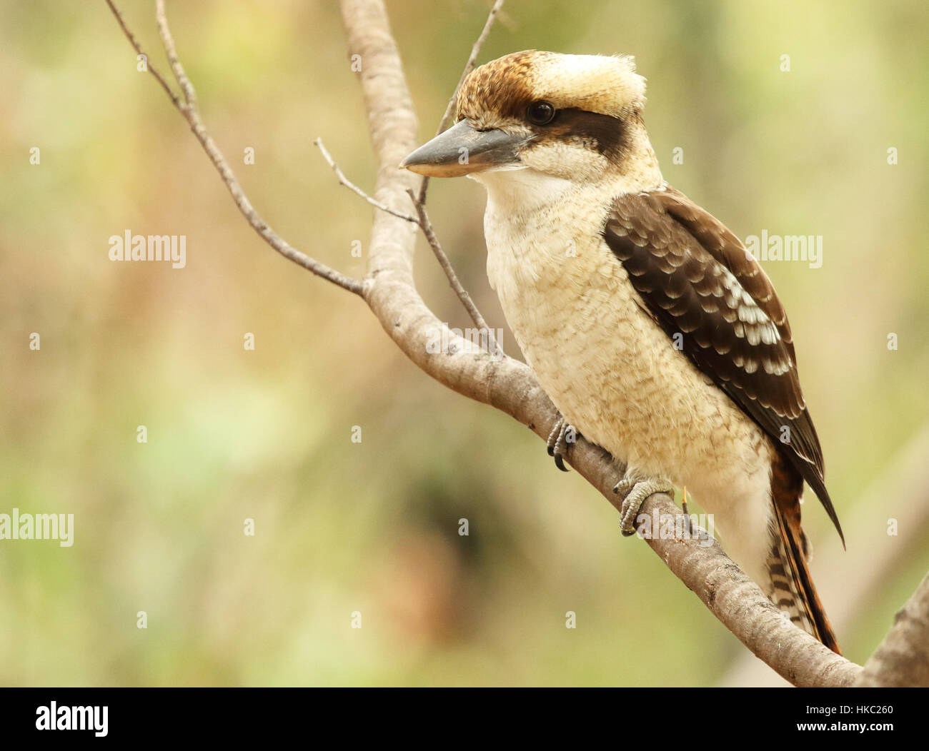 Kookaburra Species High Resolution Stock Photography and Images - Alamy