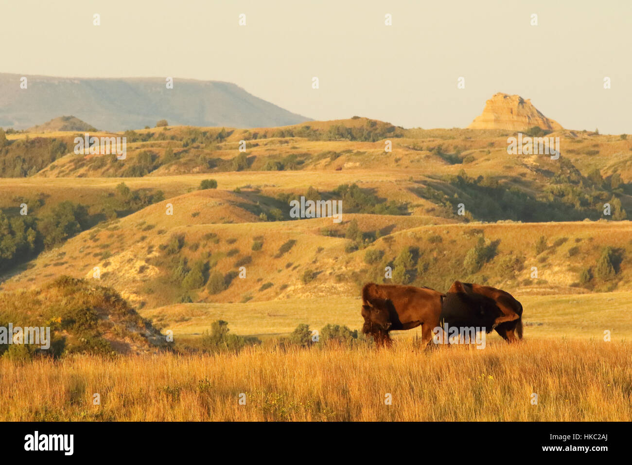 A pair of American Bison feeding and grooming in the Badlands of ...