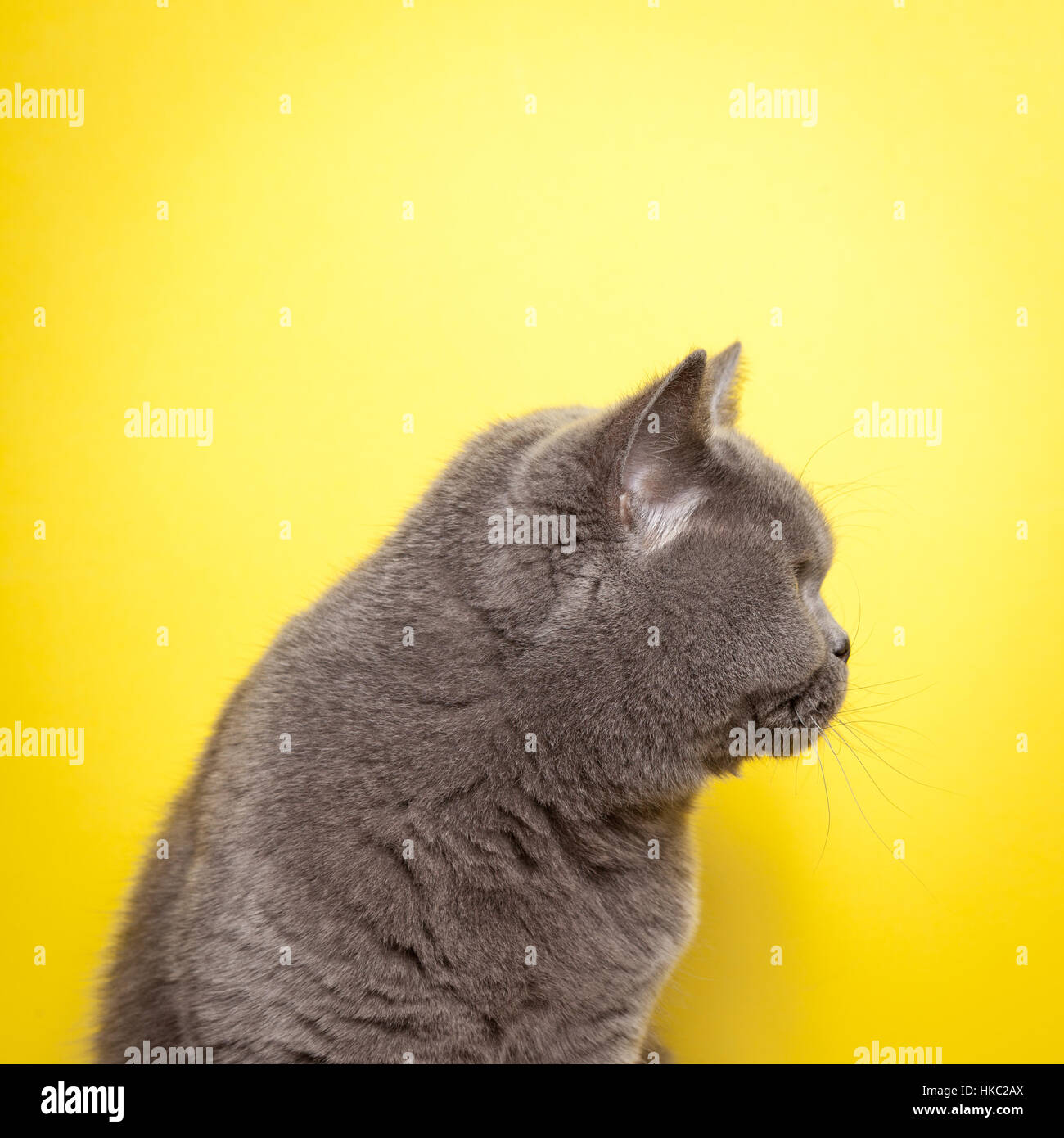 Cat side profile hi-res stock photography and images - Alamy