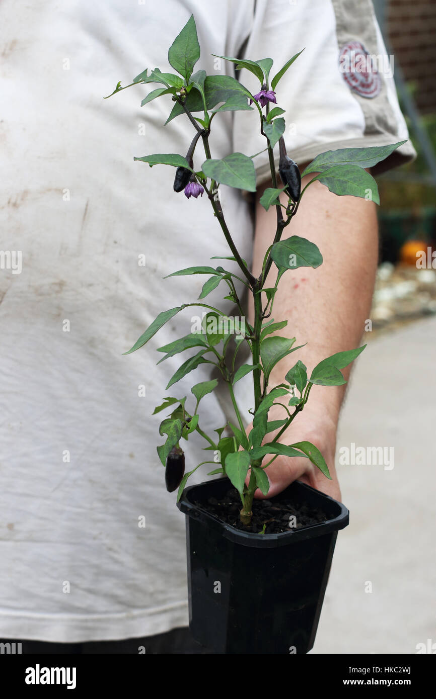Purple Chili seedling growing in a pot Stock Photo - Alamy