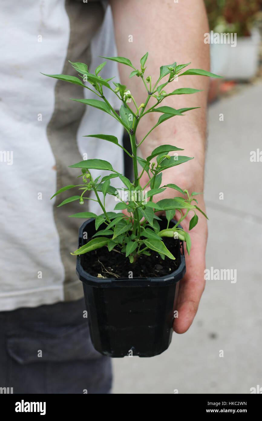 Chili seedling growing in a pot Stock Photo - Alamy
